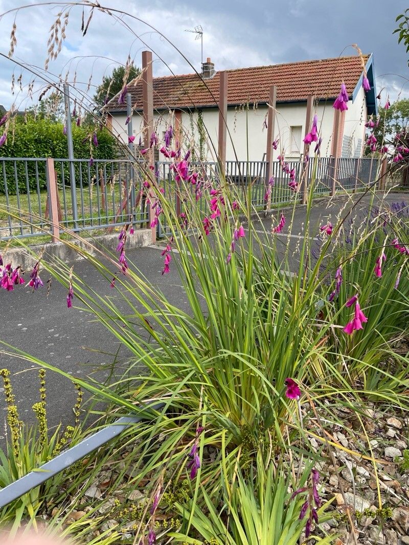 How to Propagate Dierama pulcherrimum