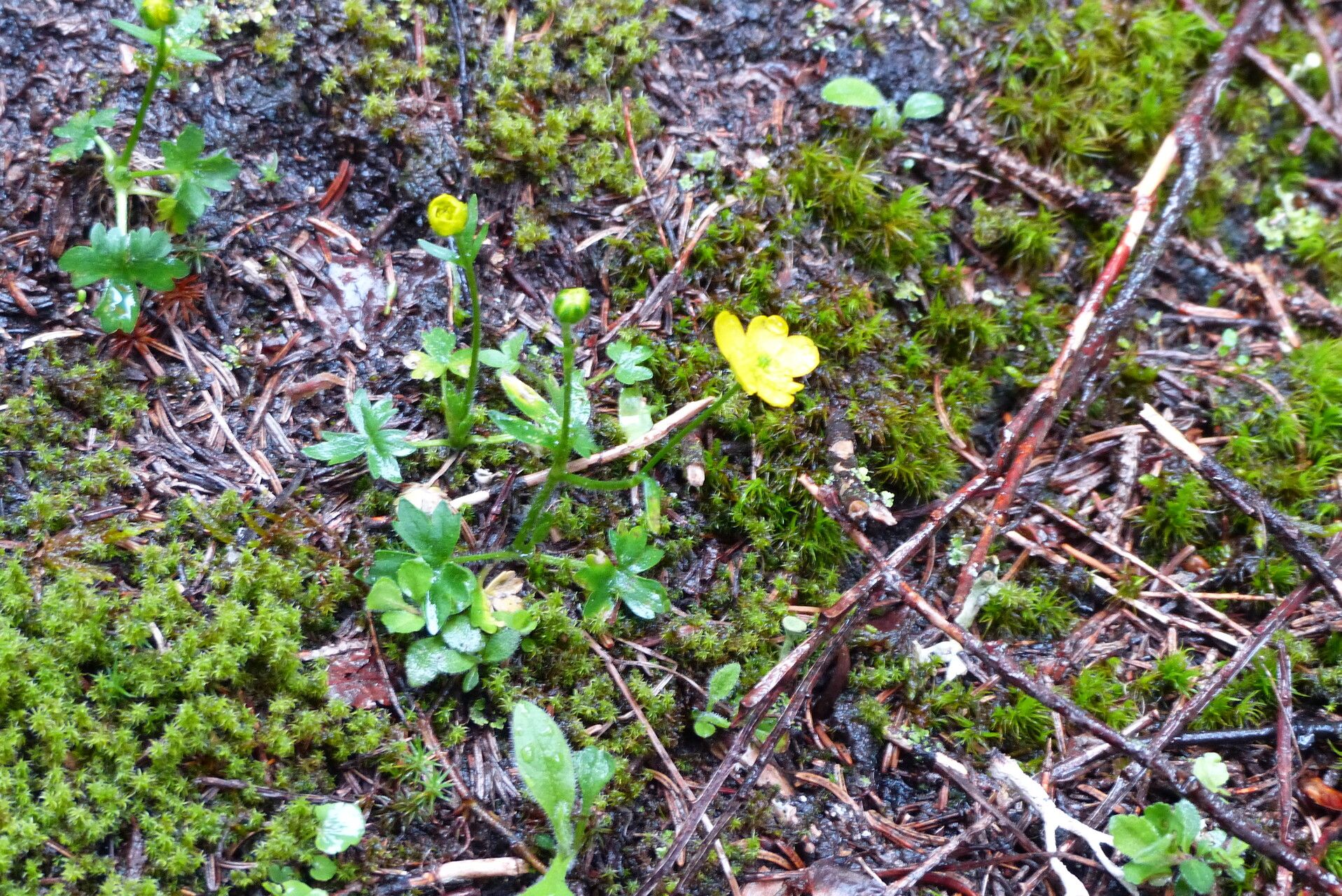 How to Propagate Ranunculus eschscholtzii