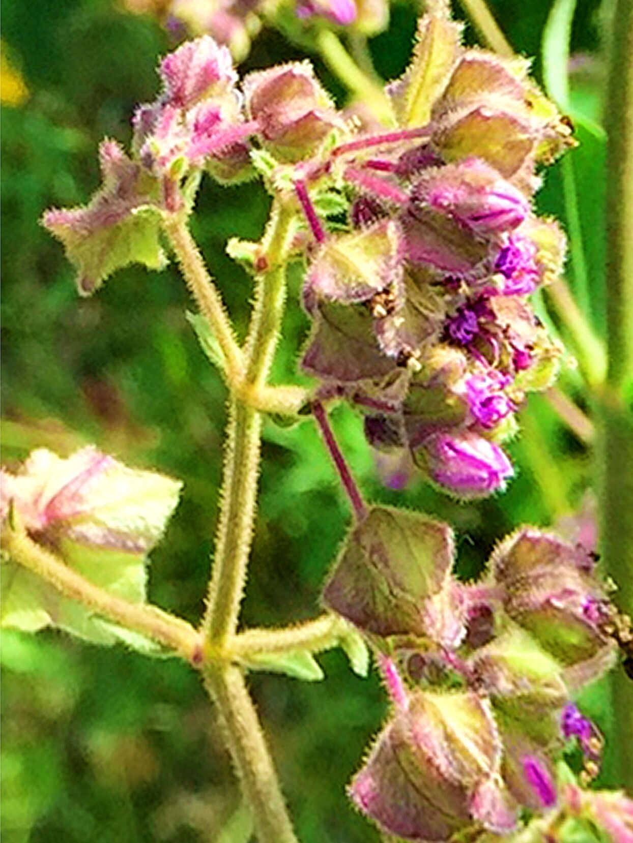 How to Propagate Mirabilis albida