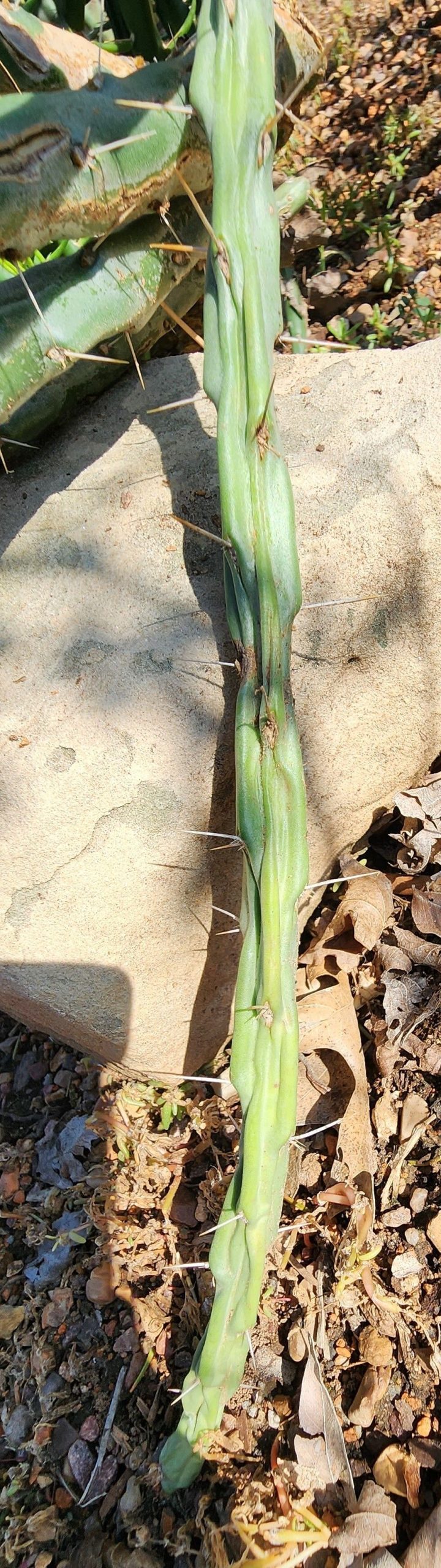 How to Propagate Harrisia adscendens