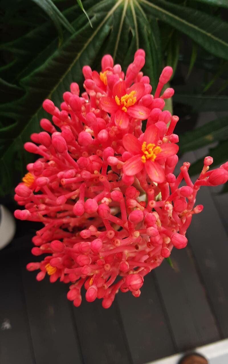 How to Propagate Jatropha multifida