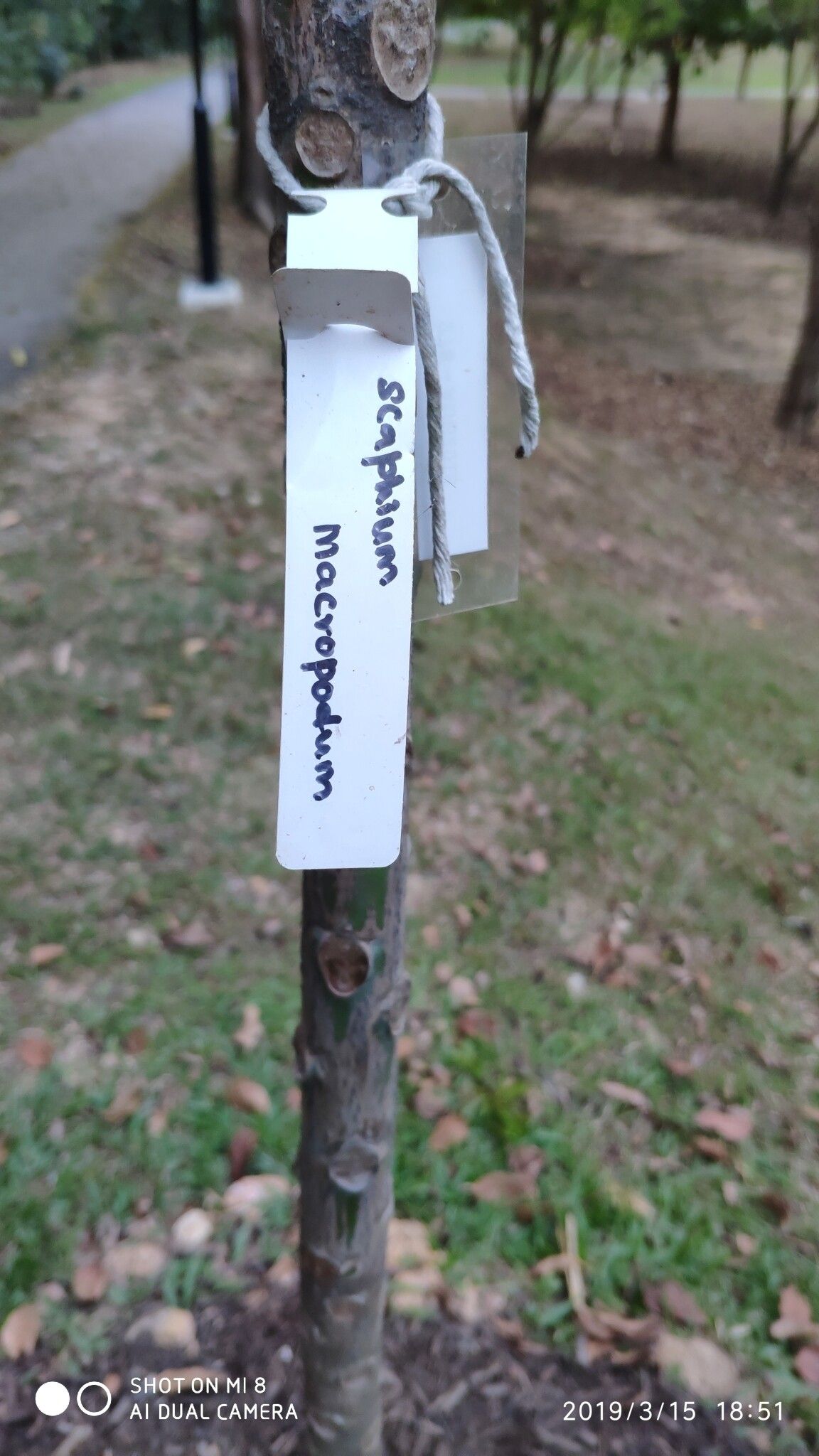 How to Propagate Scaphium macropodum