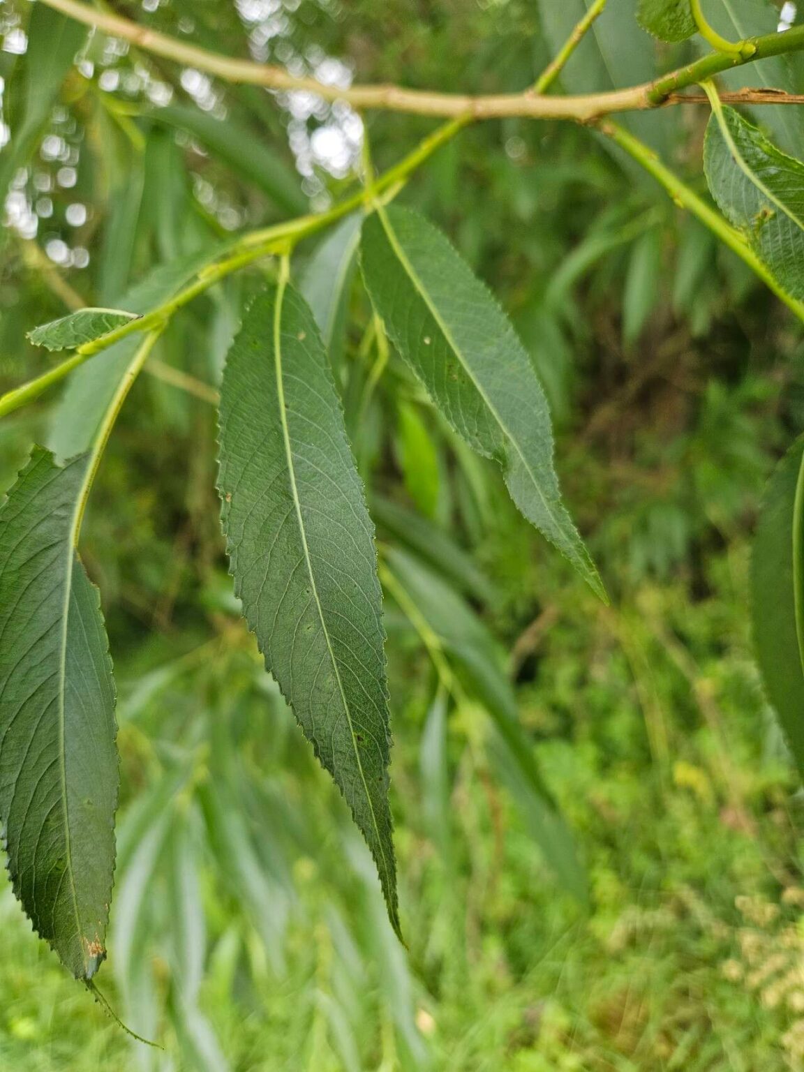 How to Propagate Salix euxina