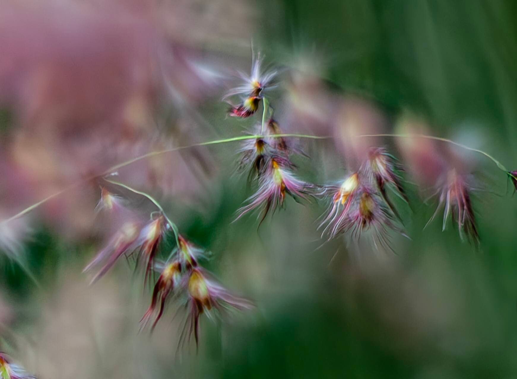 How to Propagate Melinis repens
