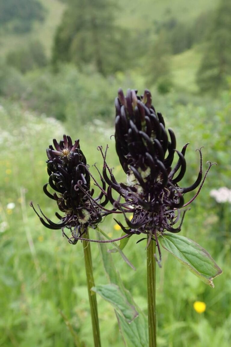 How to Propagate Phyteuma ovatum