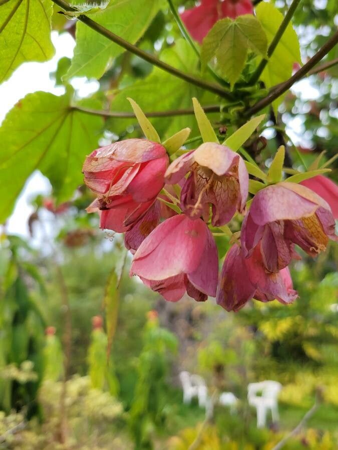How to Propagate Dombeya elegans
