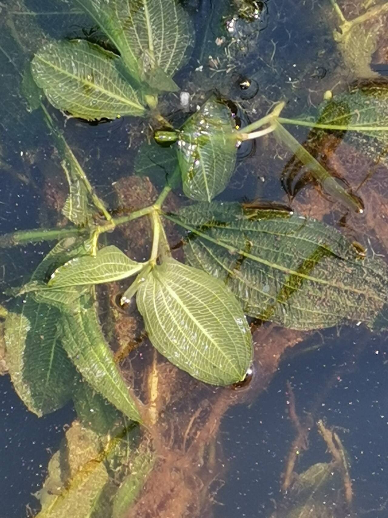 How to Propagate Potamogeton lucens