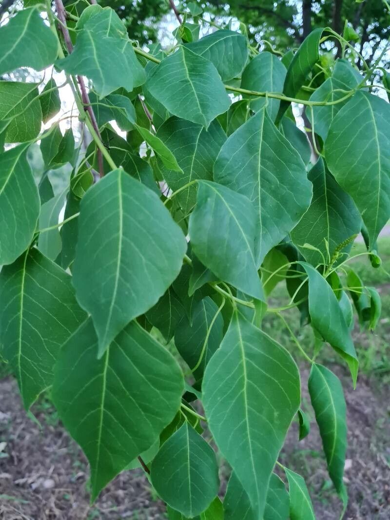 How to Propagate Triadica sebifera