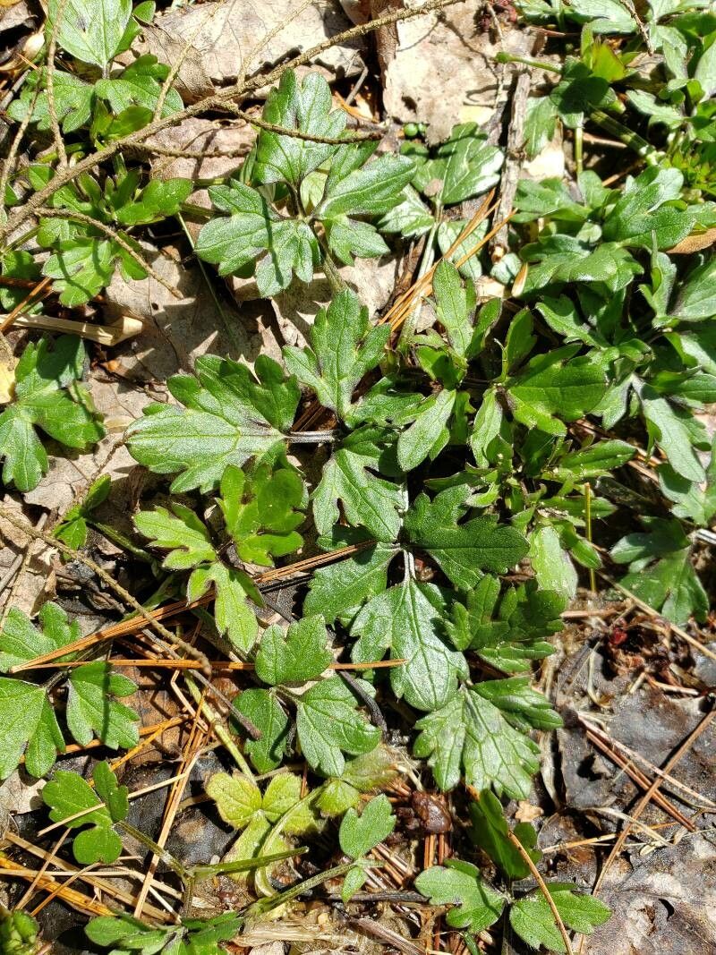 How to Propagate Ranunculus fascicularis