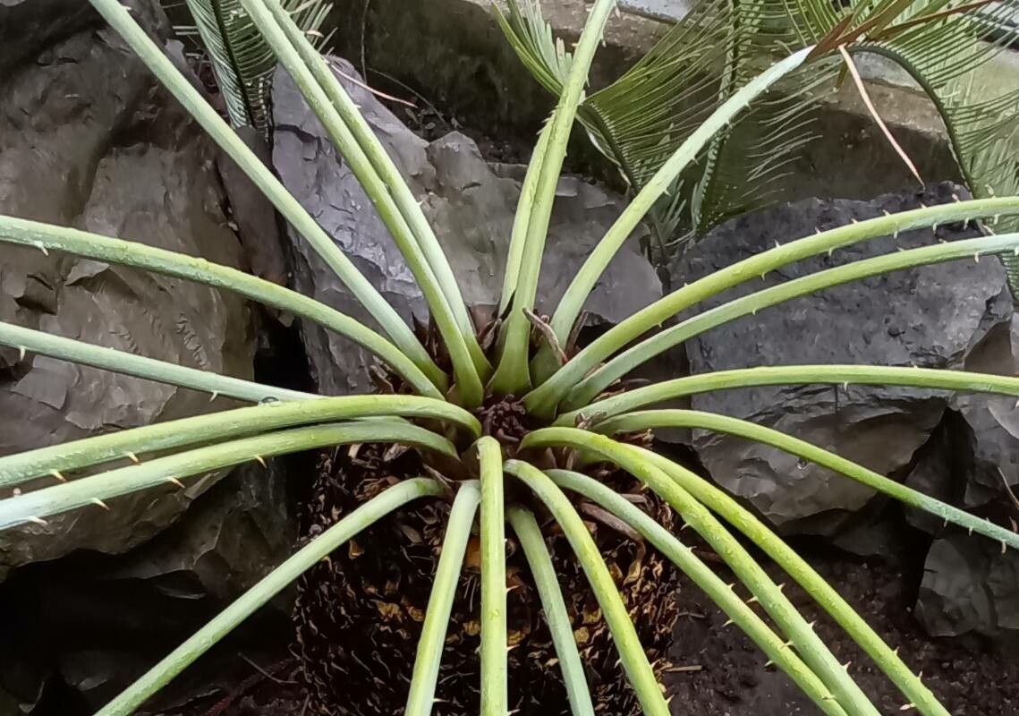 How to Propagate Cycas cairnsiana