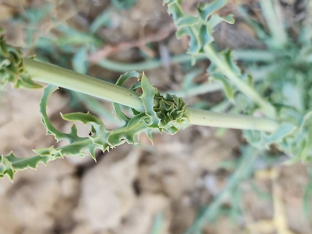 How to Propagate Launaea mucronata