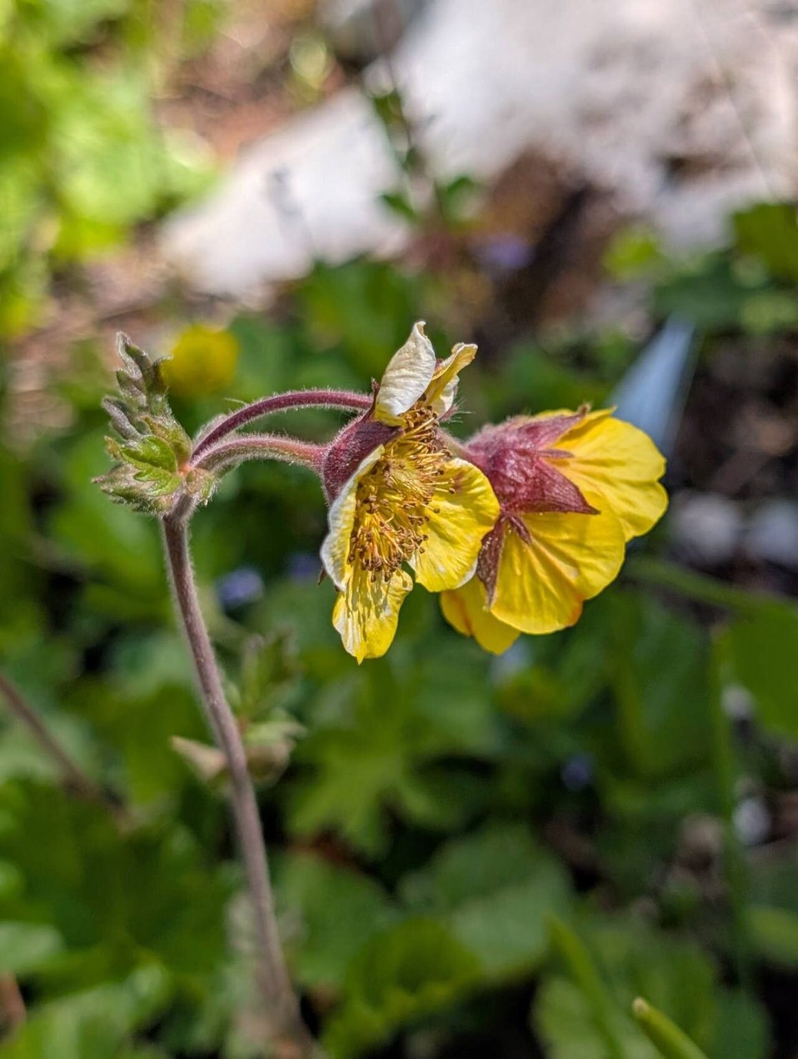 How to Propagate Geum × sudeticum