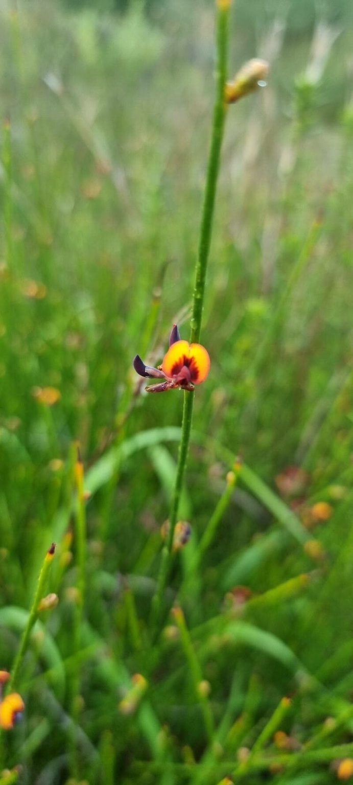 How to Propagate Bossiaea heterophylla