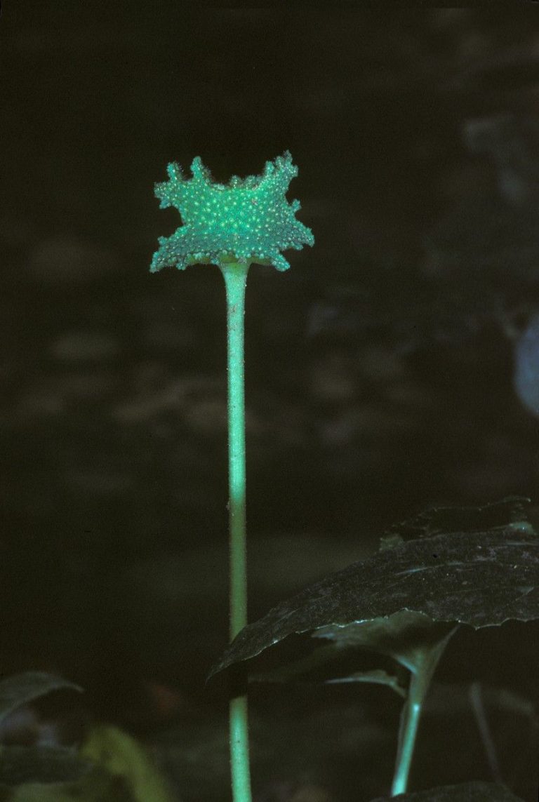 How to Propagate Dorstenia drakena