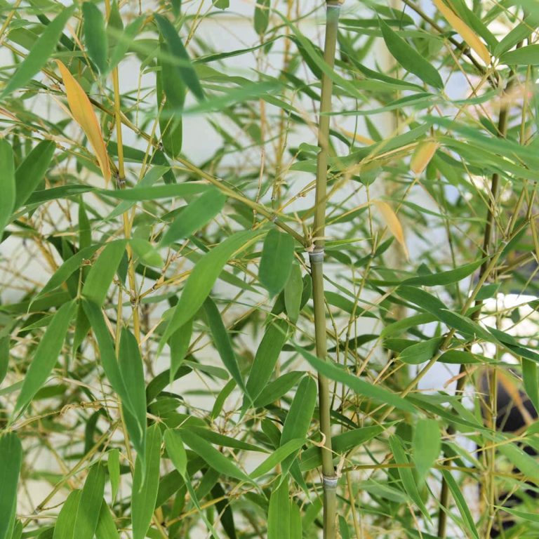 Grow Your Own Bamboo: Easy Propagation Guide - Propagate One